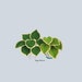 Crochet Hosta Plant Pattern: Photo Tutorial (PDF Pattern) - Etsy