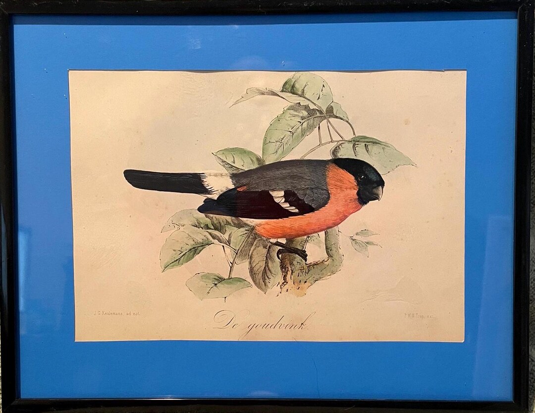 Antique,original 1800's Bird Lithograph "bull Finch"by J.G Keulemans ...