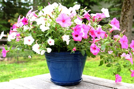 Planter Pottery Large V-shaped Planter Flower Pot With | Etsy Canada