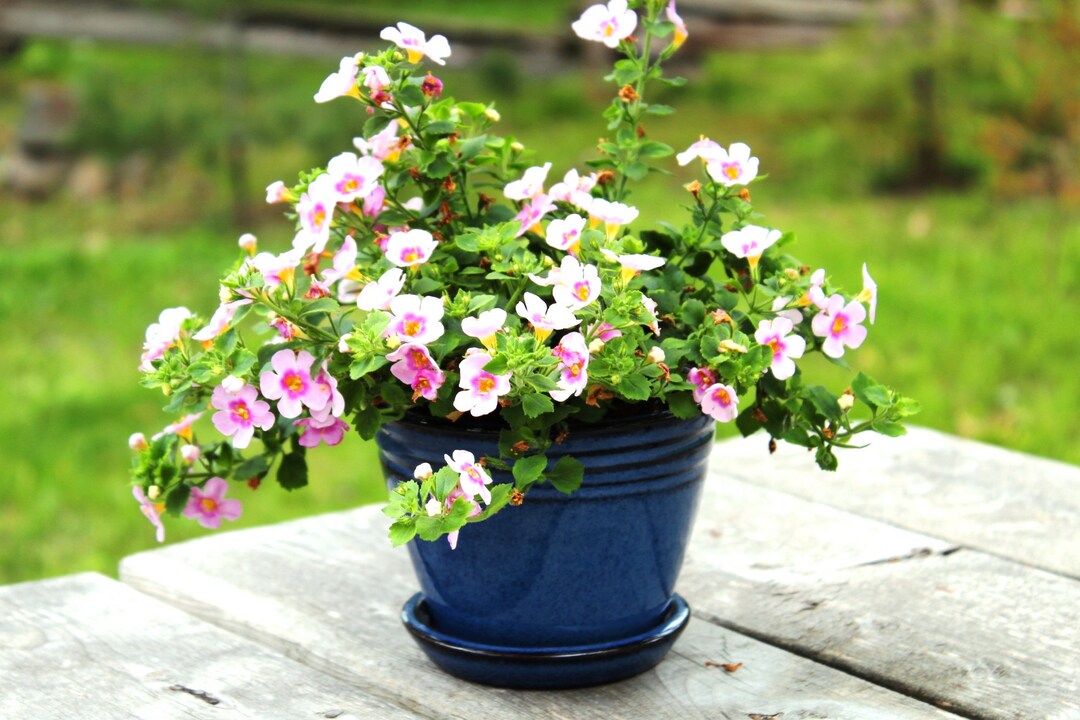 Planter– Pottery Small V-shaped Planter, Flower Pot With Optional ...