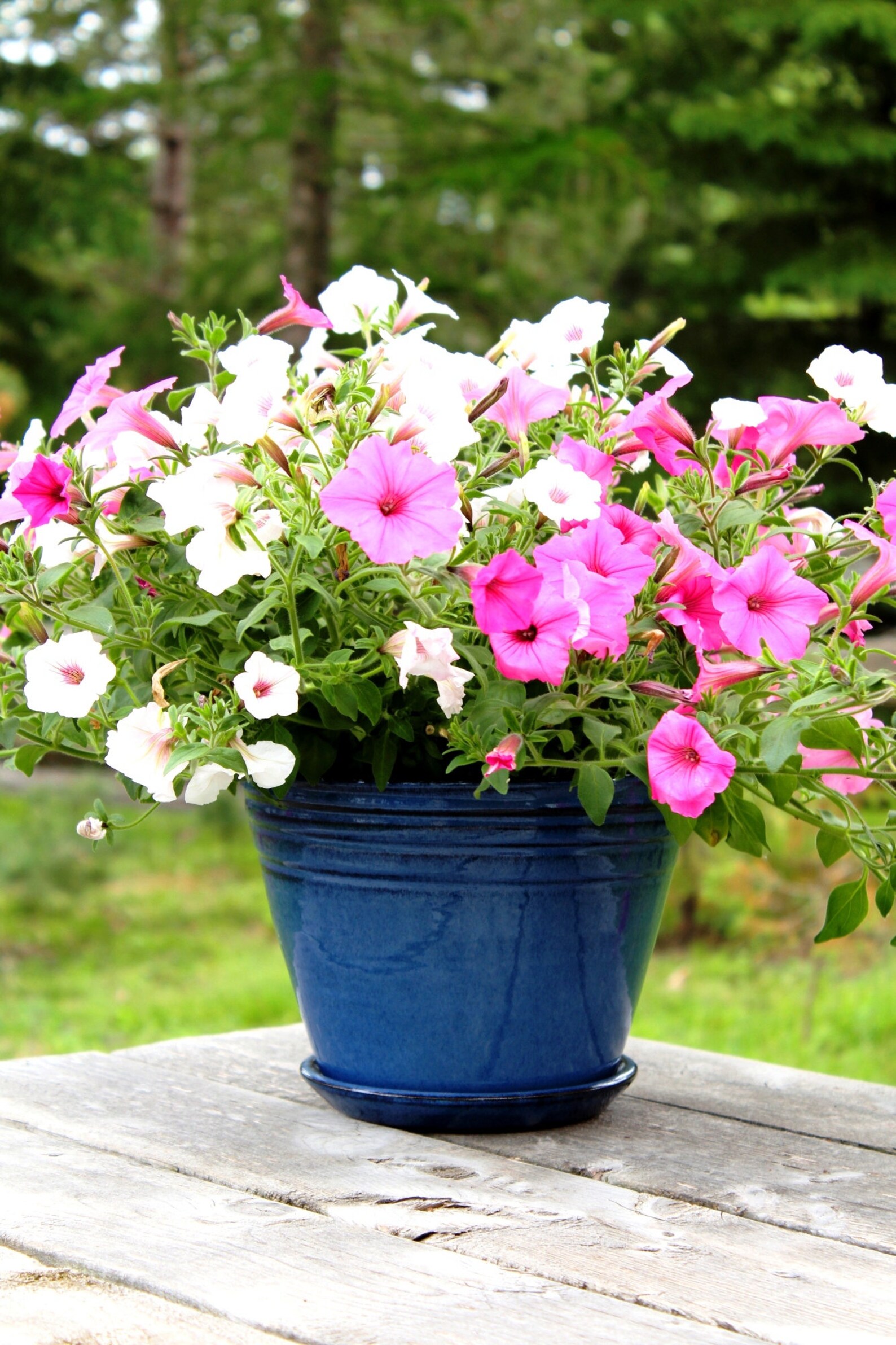 Planter– Pottery Large V-shaped Planter, Flower Pot With Optional ...