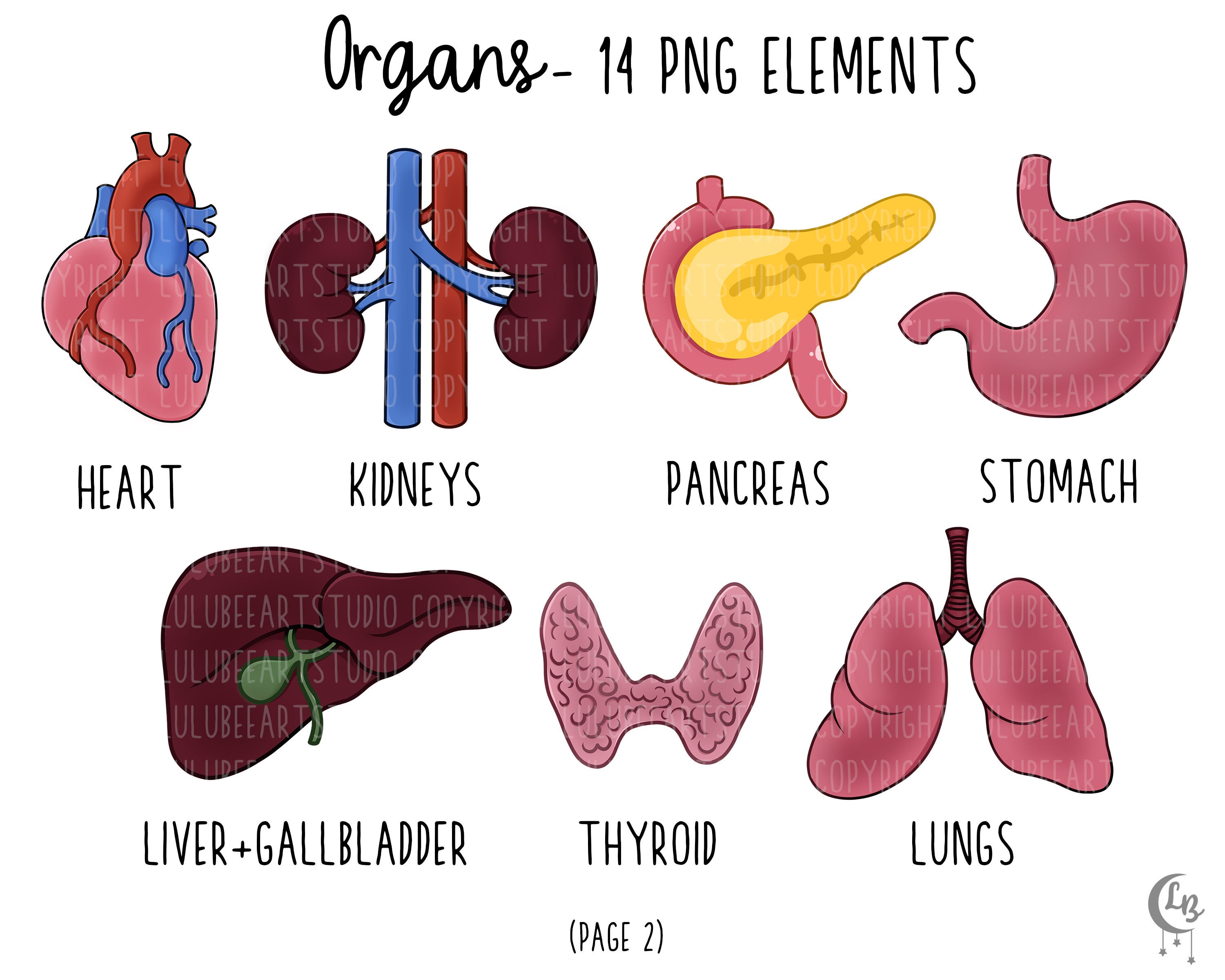Organ Graphics Medical Science Clipart Educational Digital - Etsy