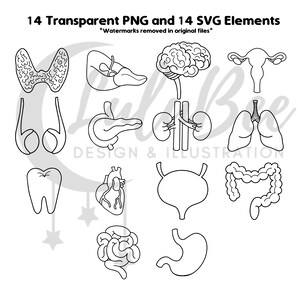 Anatomy Doodle Graphics, Procreate Stamps, Medical Stamps, Educational ...