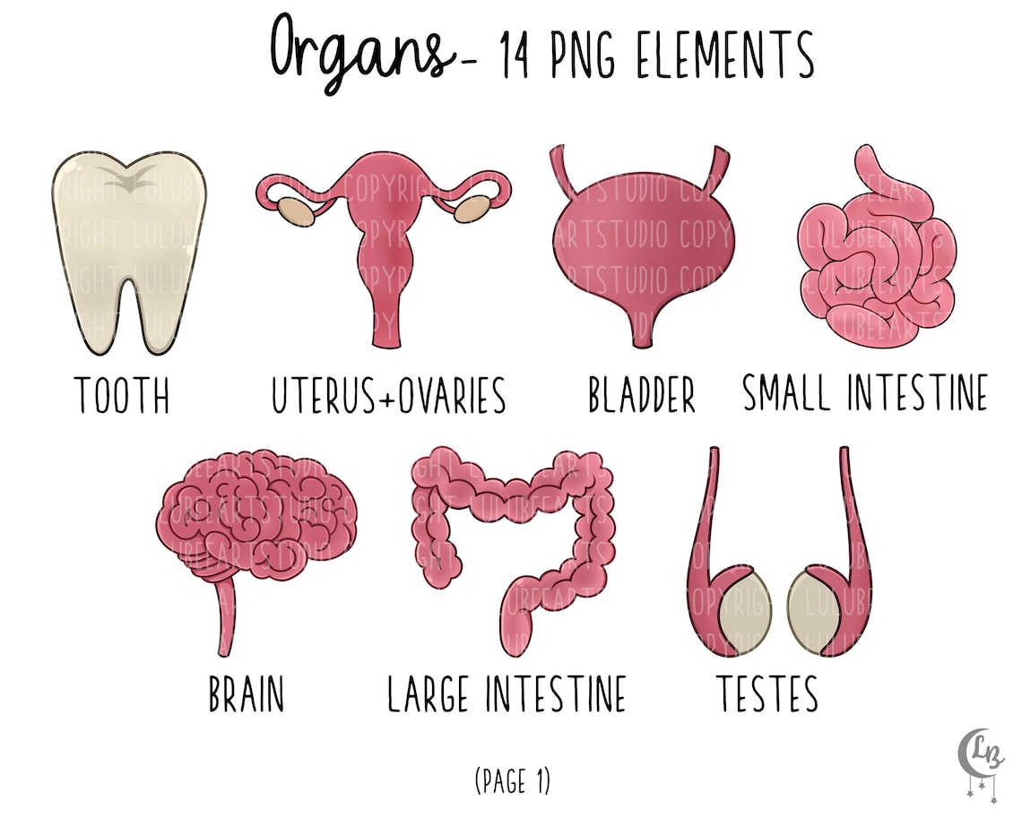 Organ Graphics Medical Science Clipart Educational Digital - Etsy
