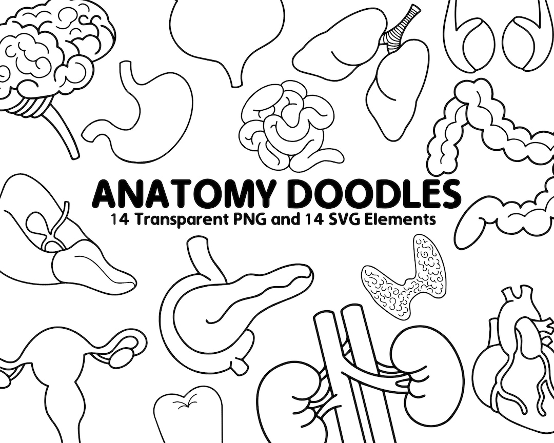 Anatomy Doodle Graphics, Procreate Stamps, Medical Stamps, Educational ...