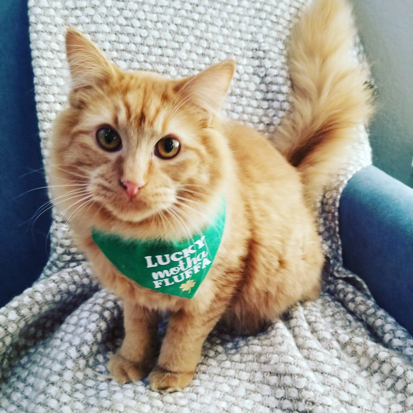 Lucky Motha Fluffa Dog Bandana Slides on Over the Collar Dog - Etsy