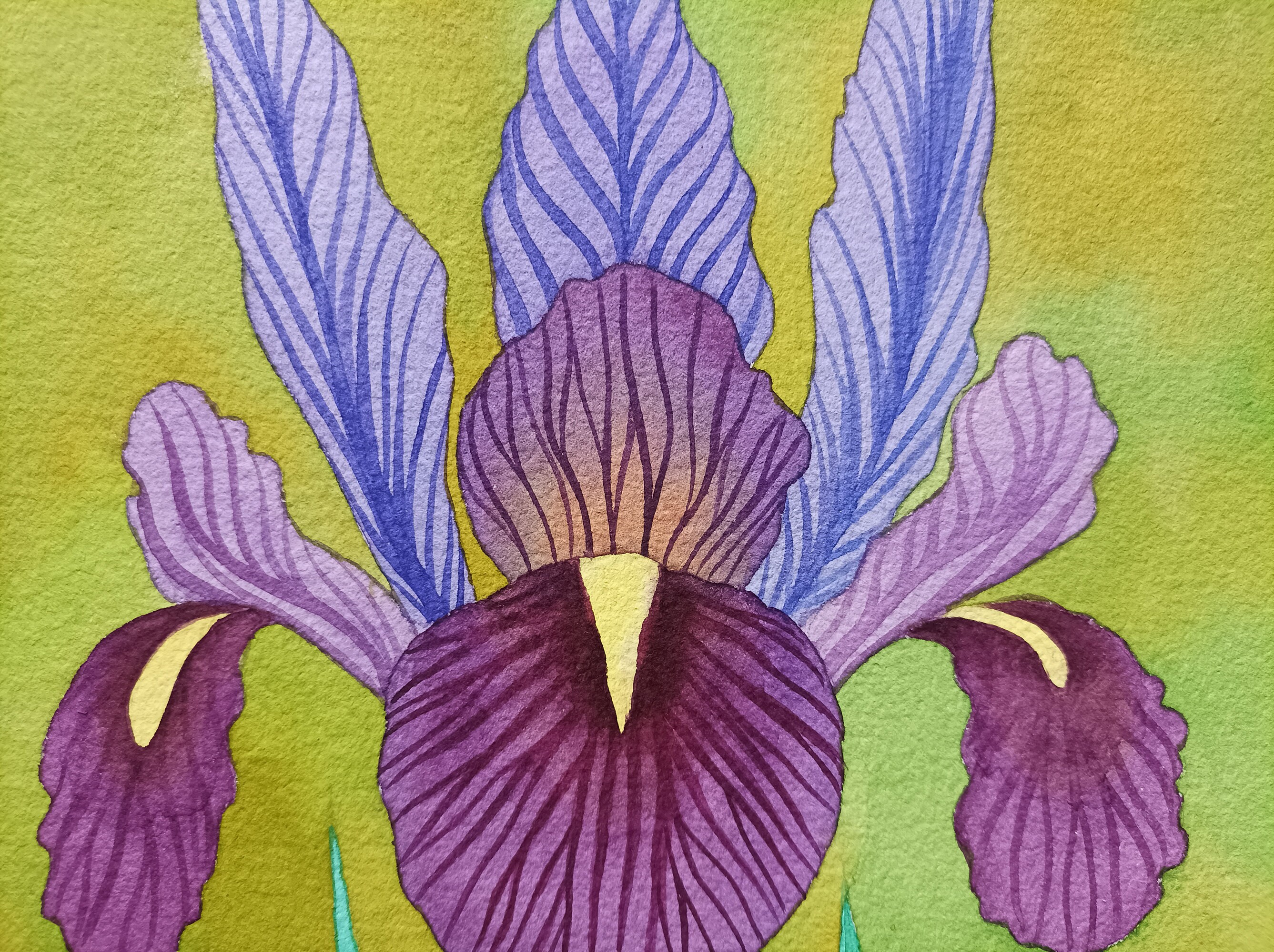Iris Painting Flower Original Art 12" X 9" by Nikademenko Watercolor ...