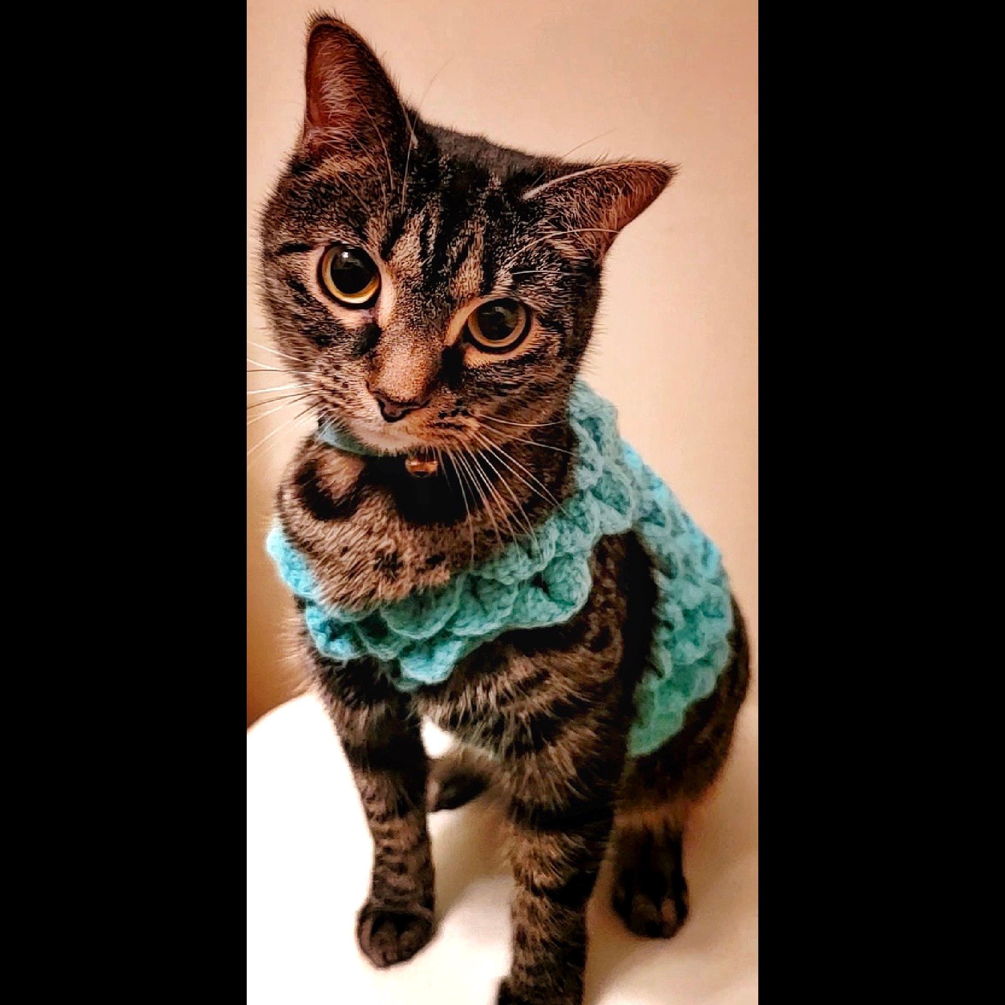 Crochet Pattern | Digital Download | Pet Vest | Calm Down Vest | Outfit ...
