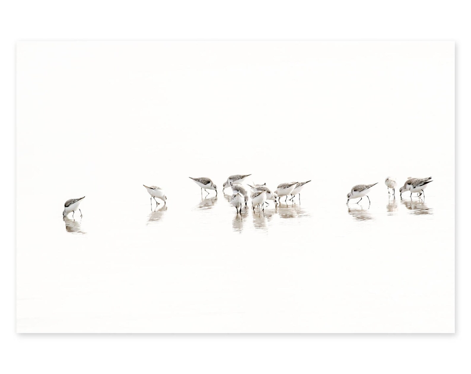 Sandpiper Wall Art Bird Photography Prints Framed Minimalist Neutral ...