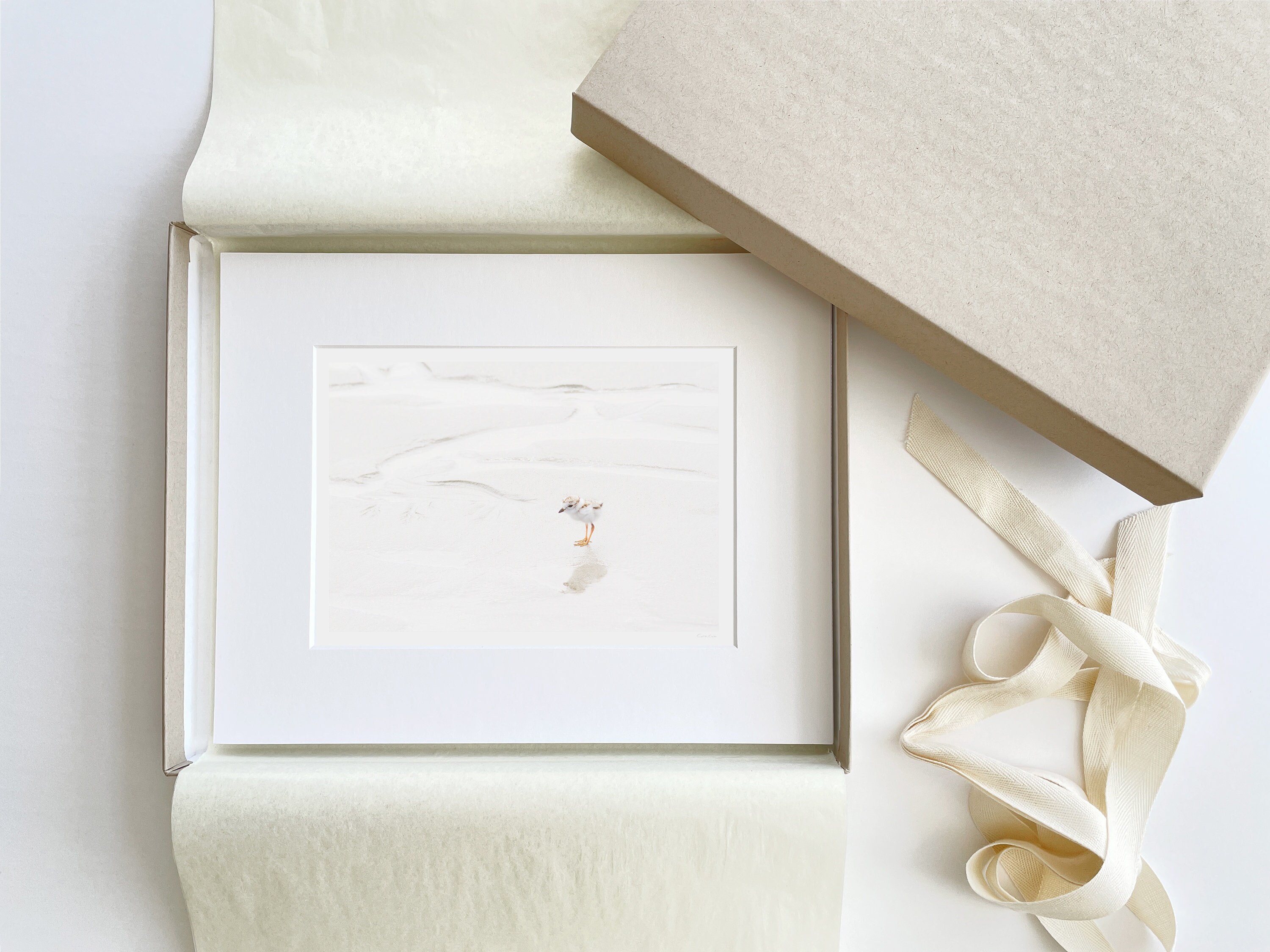 Piping Plover Art Print Baby Bird Photography Giclee Print Ready to ...