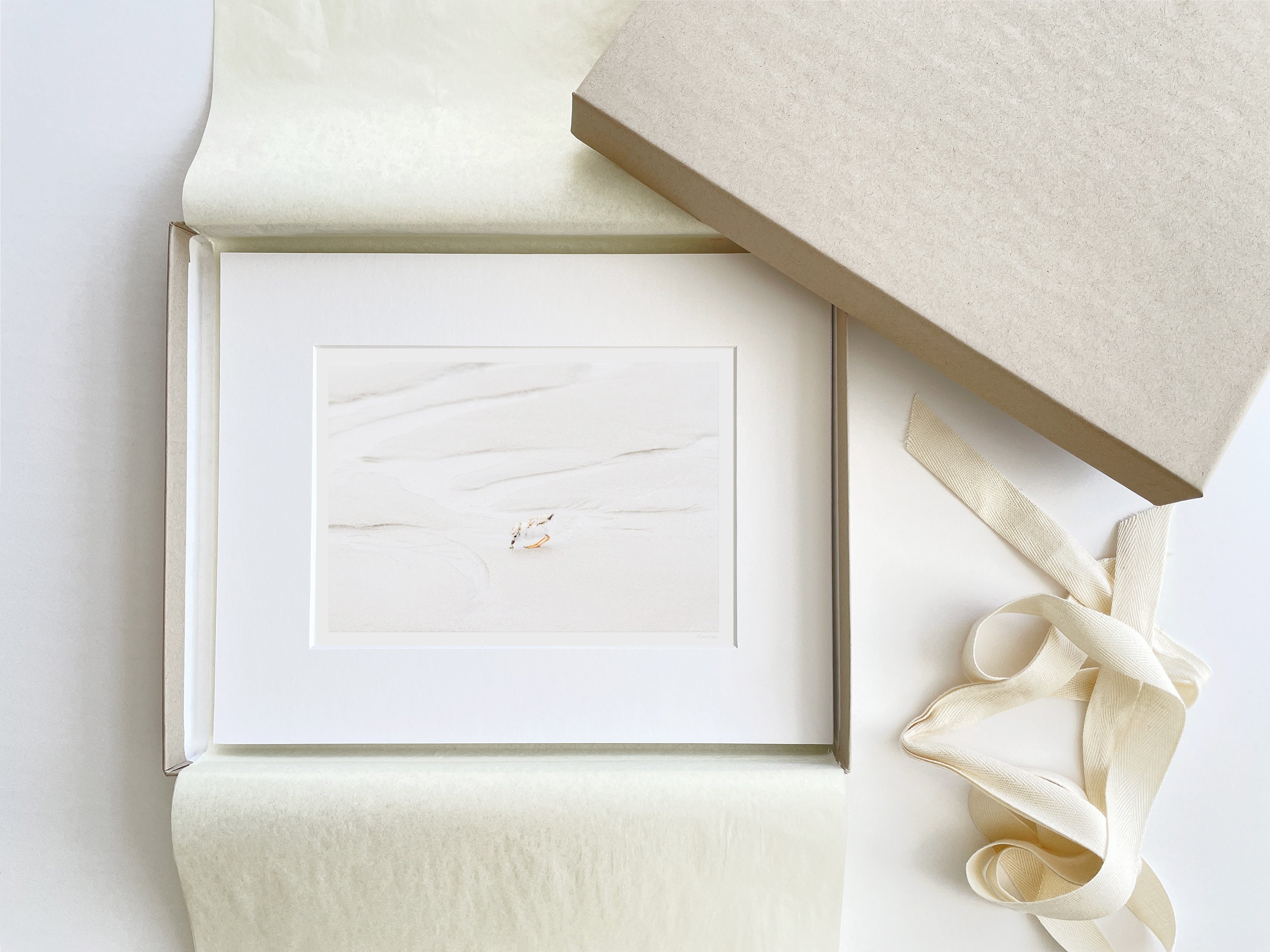 Piping Plover Wall Art Cute Baby Bird Photography Nursery - Etsy