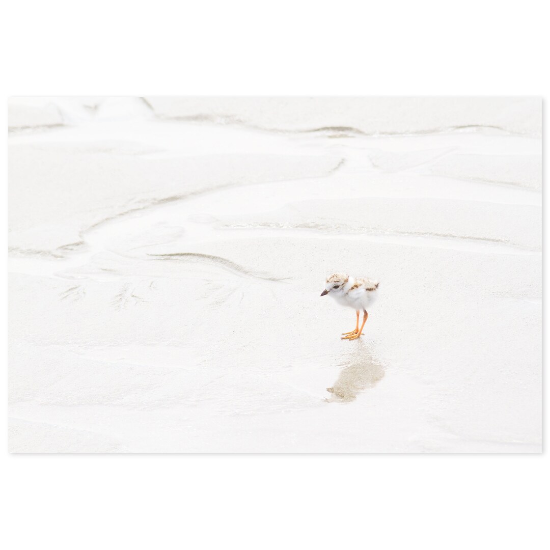 Piping Plover Art Print Baby Bird Photography Giclee Print Ready to ...