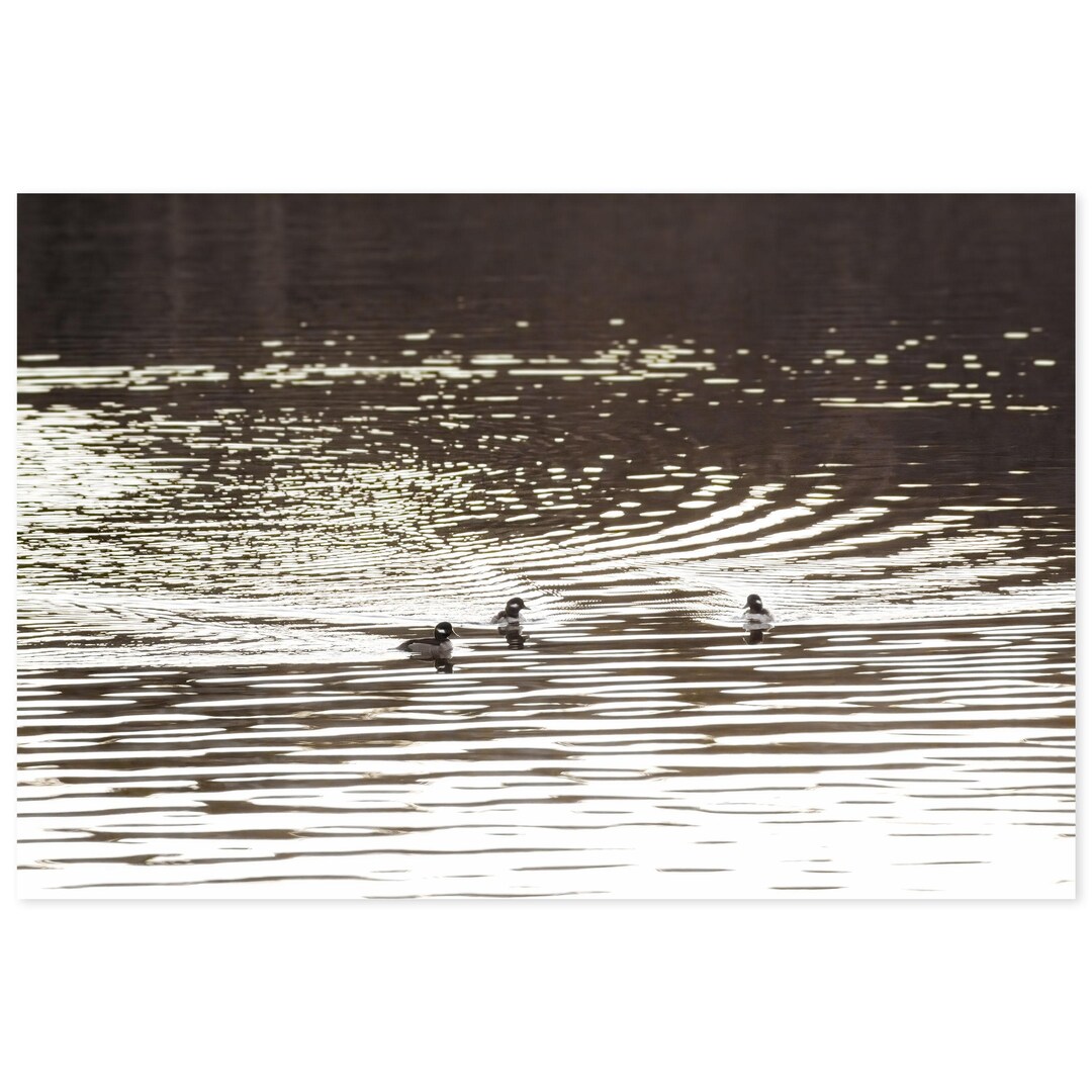 Duck Art Prints - Bird Photography - Framed Giclee Art Print – Wildlife ...