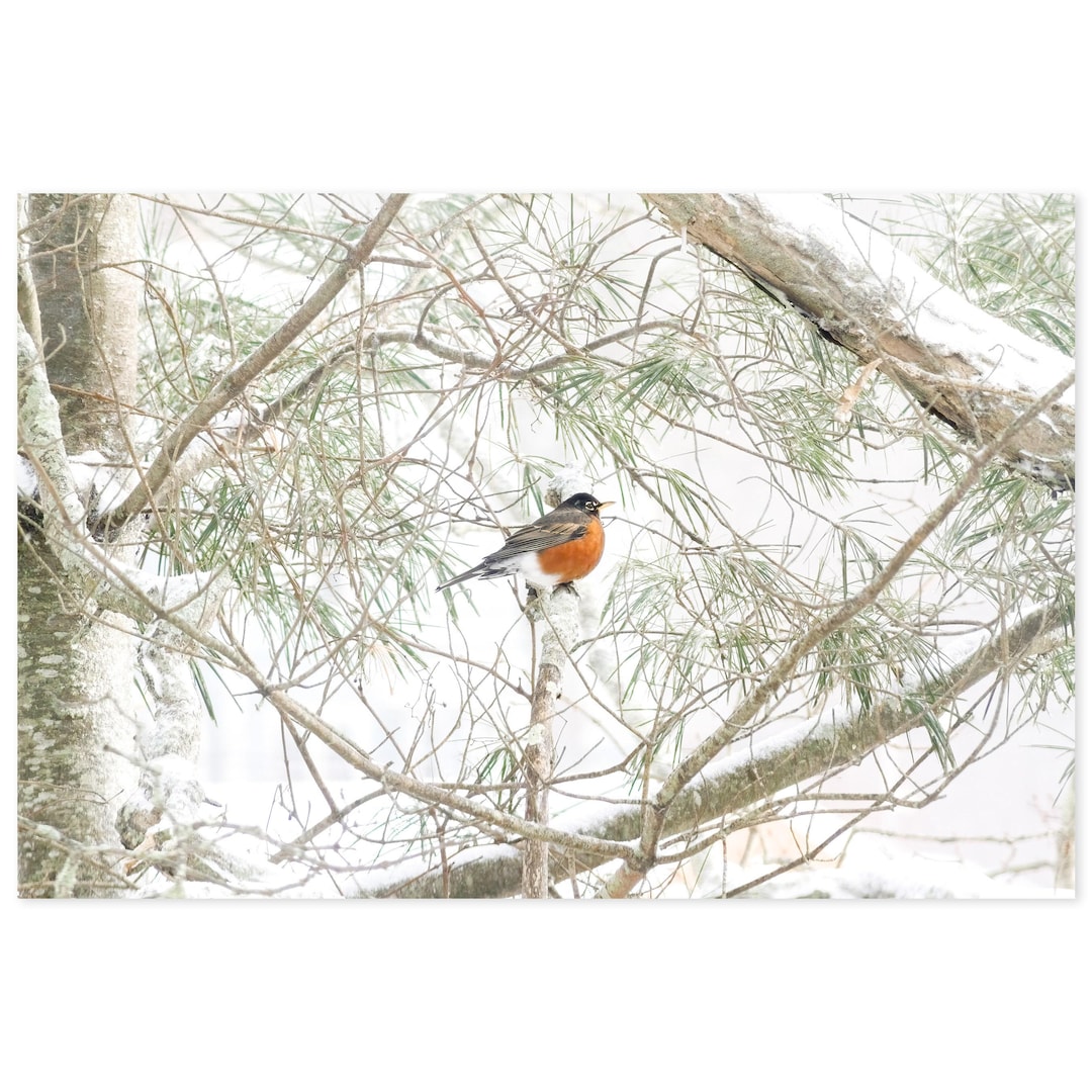 Robin Bird Photography Art Print – Winter Wall Decor - Framed Wall Art ...