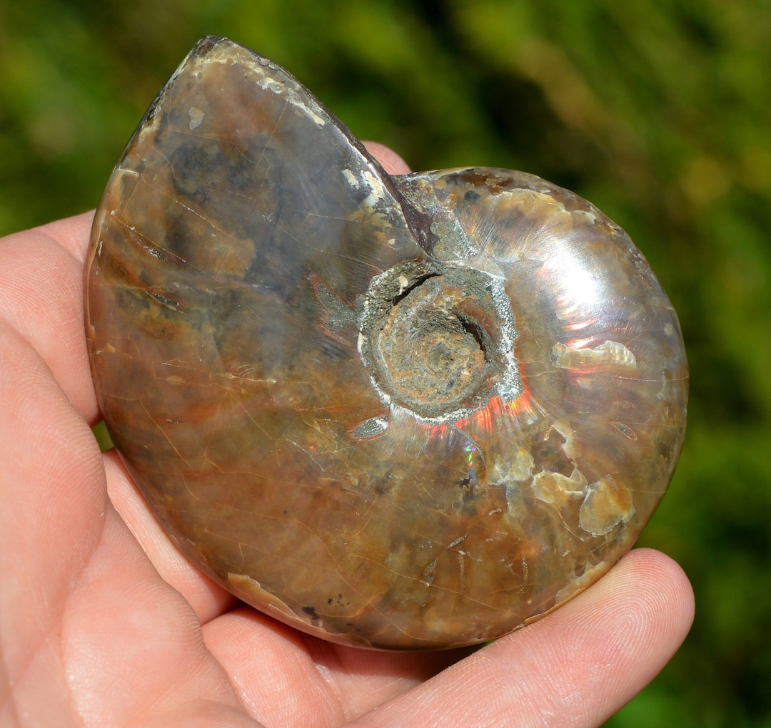 Aioloceras Besairie - Albien - 172 Grams - Mahajanga, Madagascar - Etsy