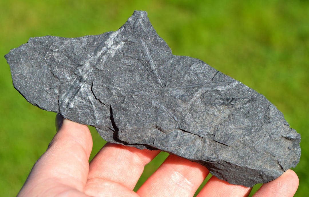 Fossil - Pecopteris Sp - Carboniferous, Stephanien - Allier, France - Etsy