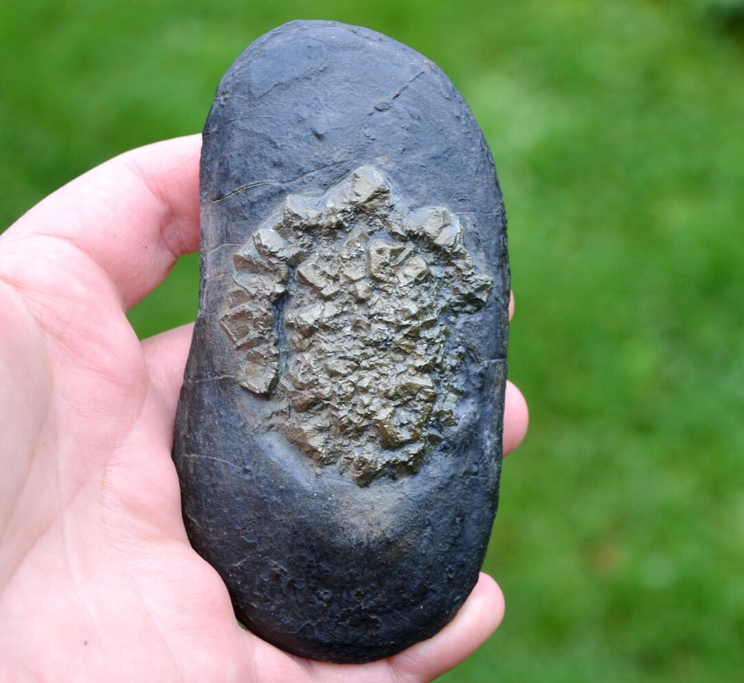 Pyrite & Shale 413 Grams - Porsguen Beach Alluvial Deposits, Plougastel ...