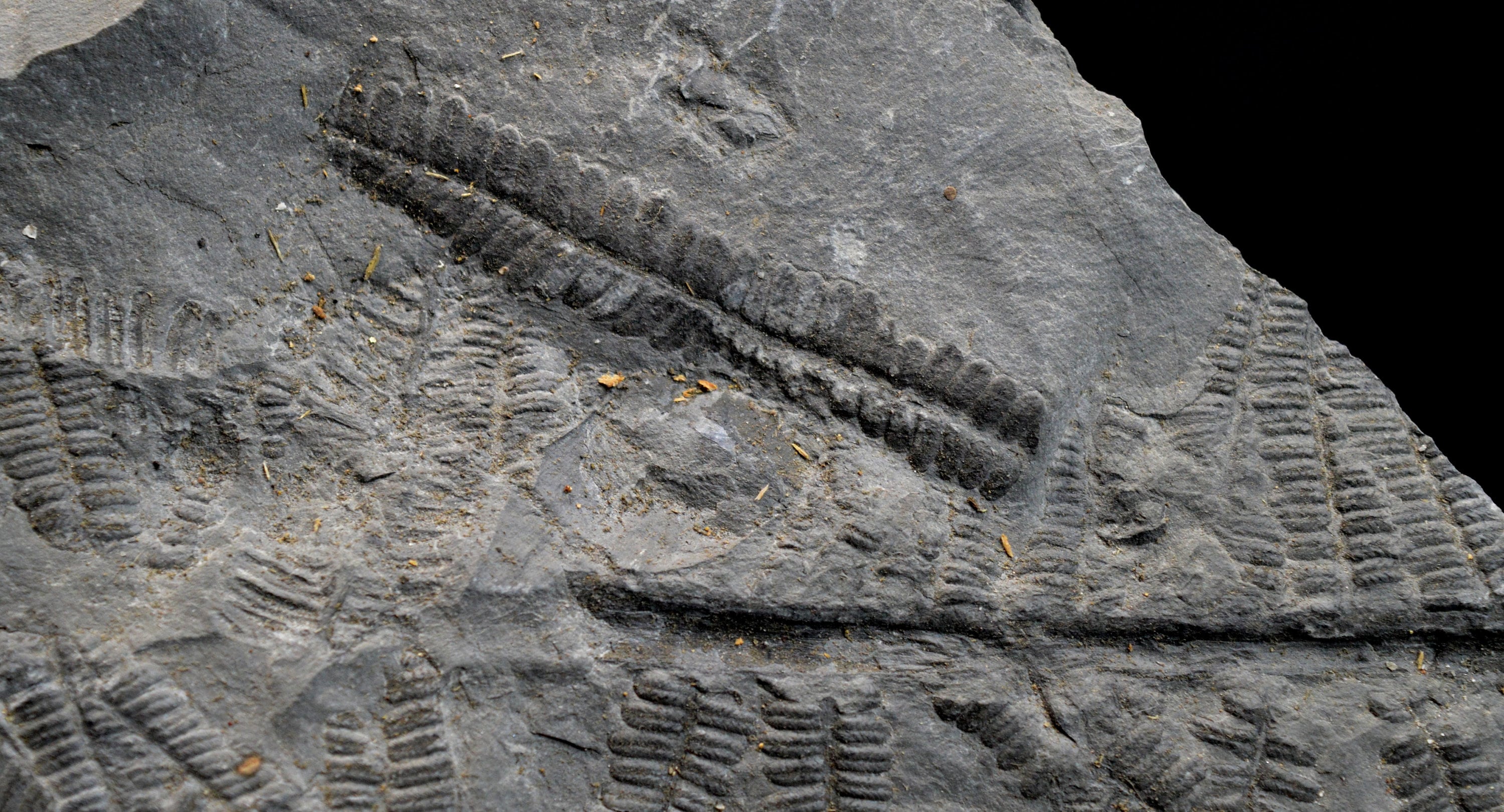 Fossil - Pecopteris Sp - Carboniferous, Stephanien - Lorraine Coal ...