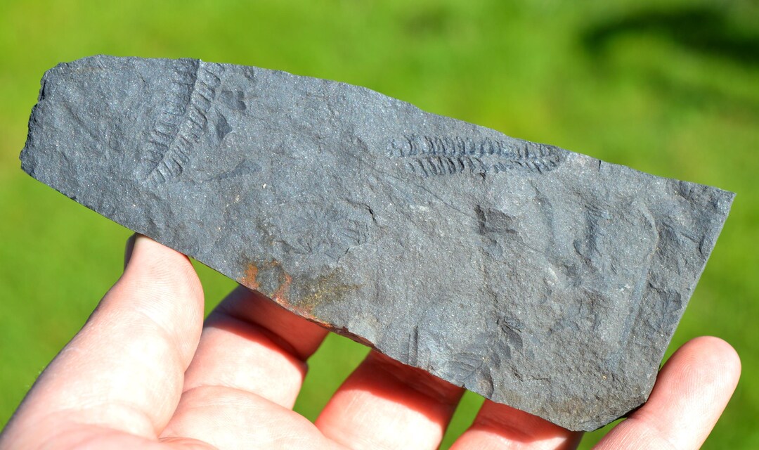 Fossil - Pecopteris Sp - Carboniferous, Stephanien - Allier, France ...
