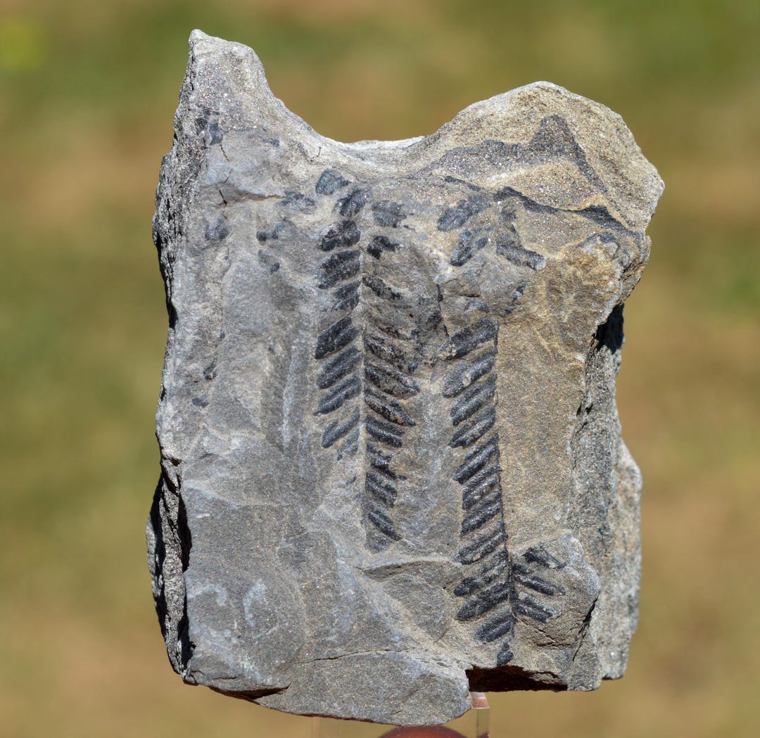 Fossil - Pecopteris Sp - Carboniferous, Stephanien - Lorraine Coal ...