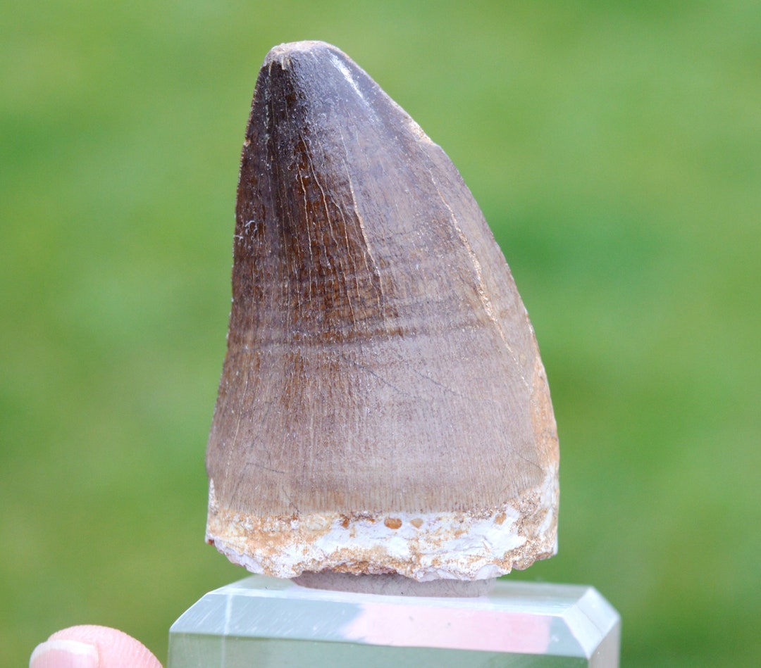 Tooth Fossil Mosasaurus Upper Cretaceous 58 Mm - Etsy