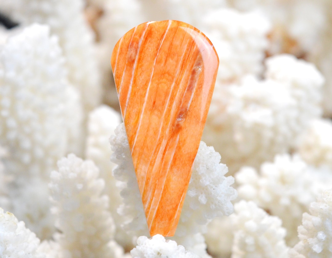 Spiny Oyster Spondylus 41 Carats Natural Shell Cabochon Mexico // EA67 ...