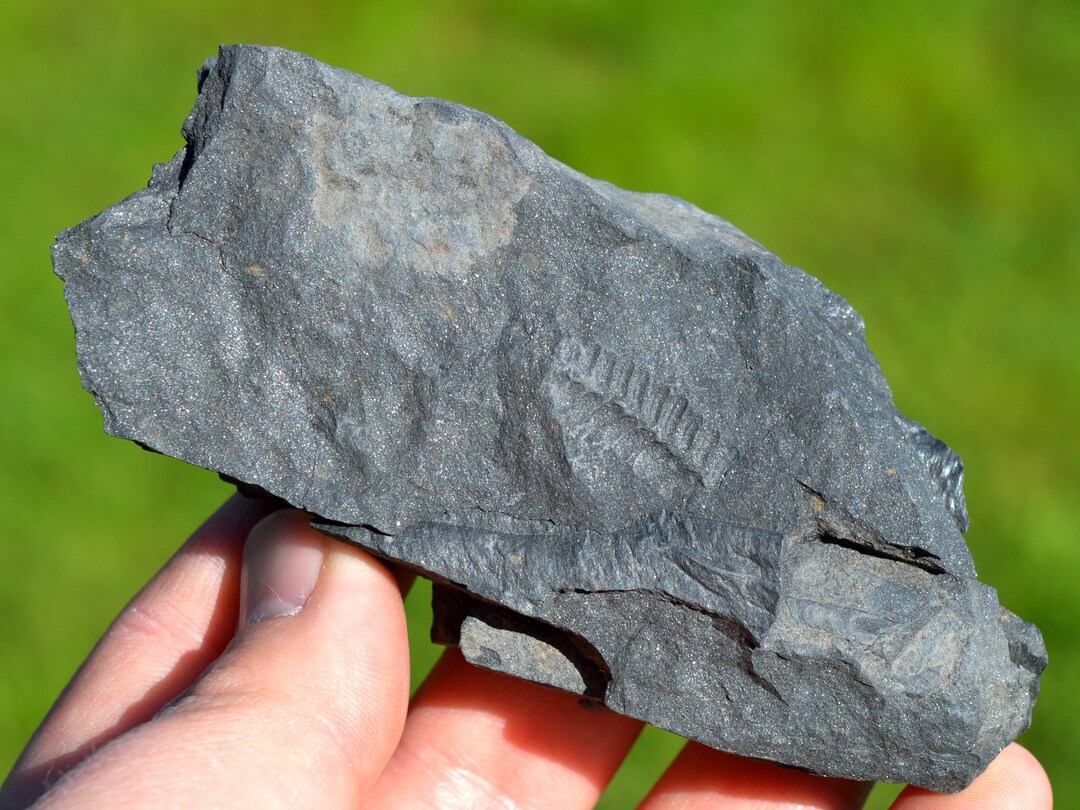 Fossil - Pecopteris Sp - Carboniferous, Stephanien - Allier, France - Etsy