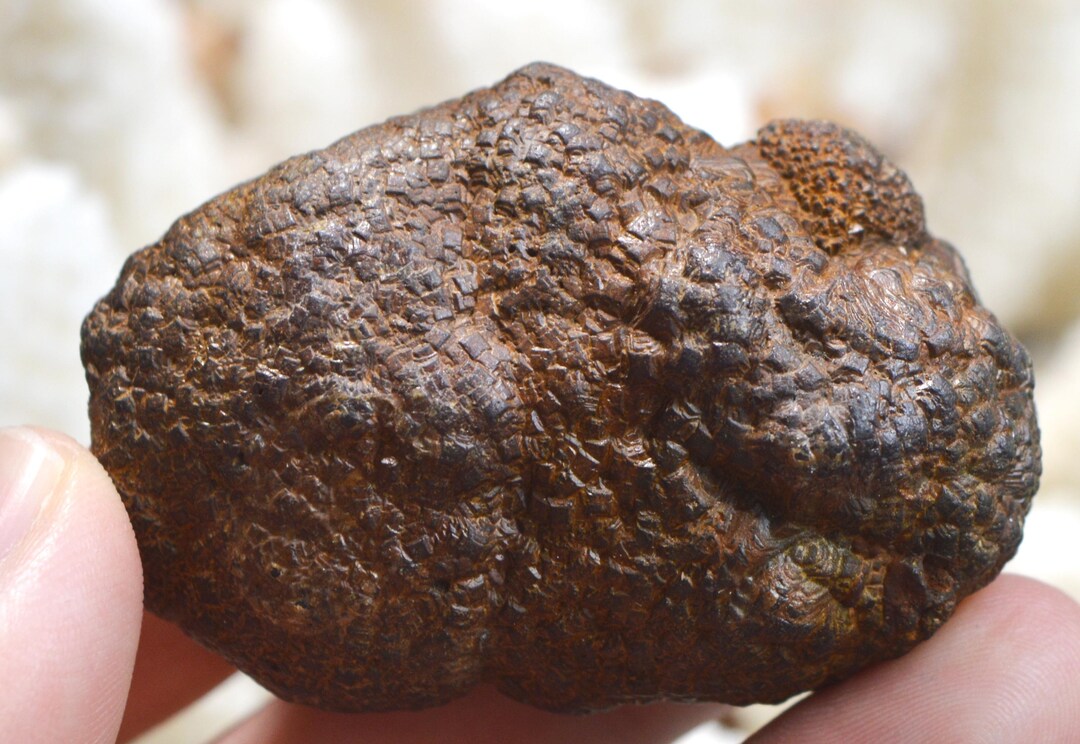 Pyrite 196 Grams - Cap Blanc-nez, Escalles, Calais, Pas-de-calais ...