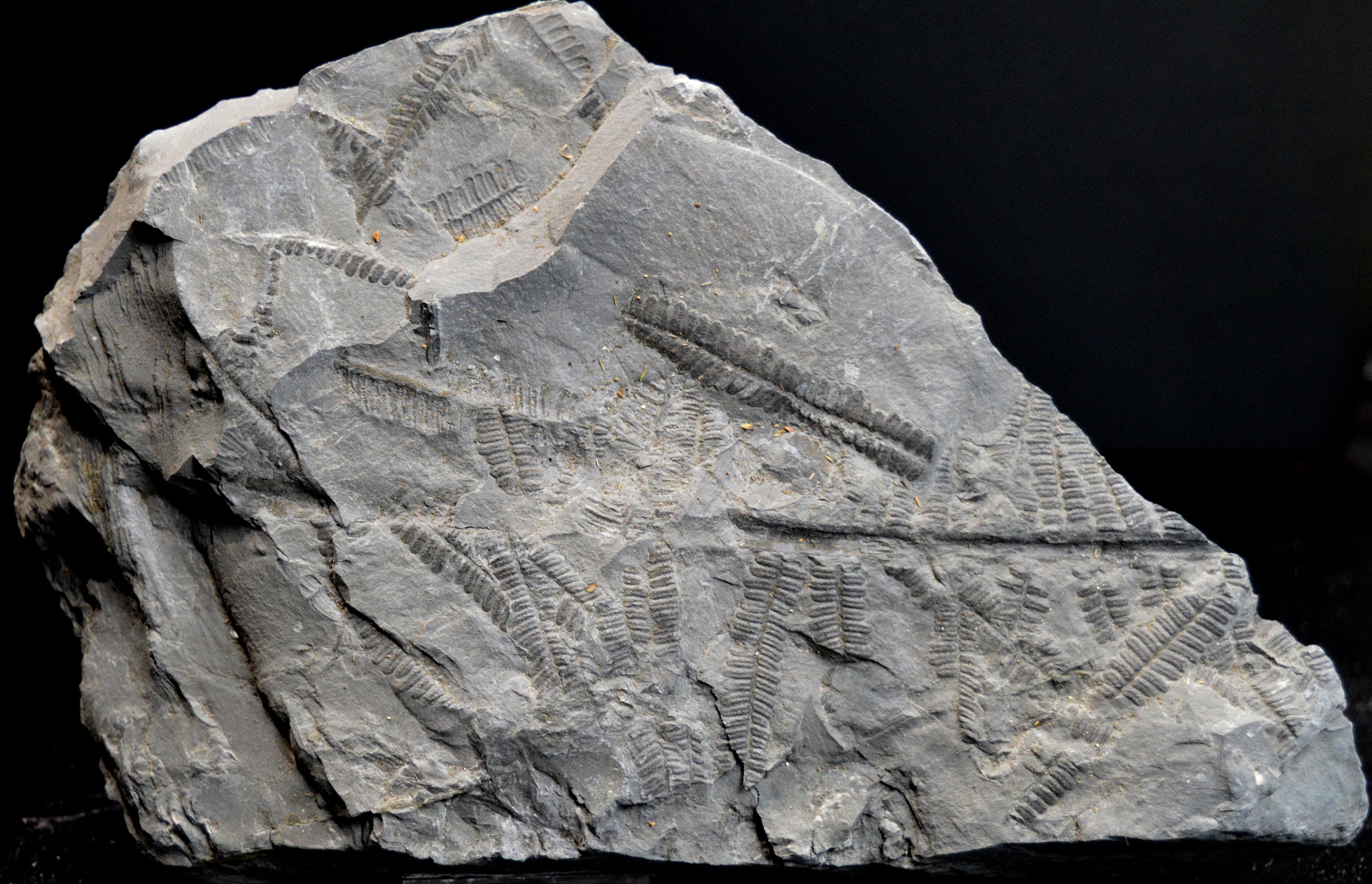 Fossil - Pecopteris Sp - Carboniferous, Stephanien - Lorraine Coal ...