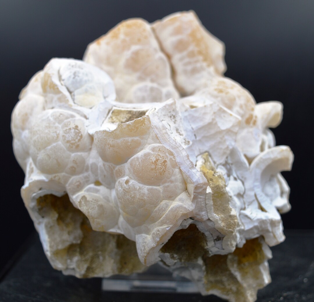 Fossil Coral Chalcedony 687 Grams Madagascar - Etsy