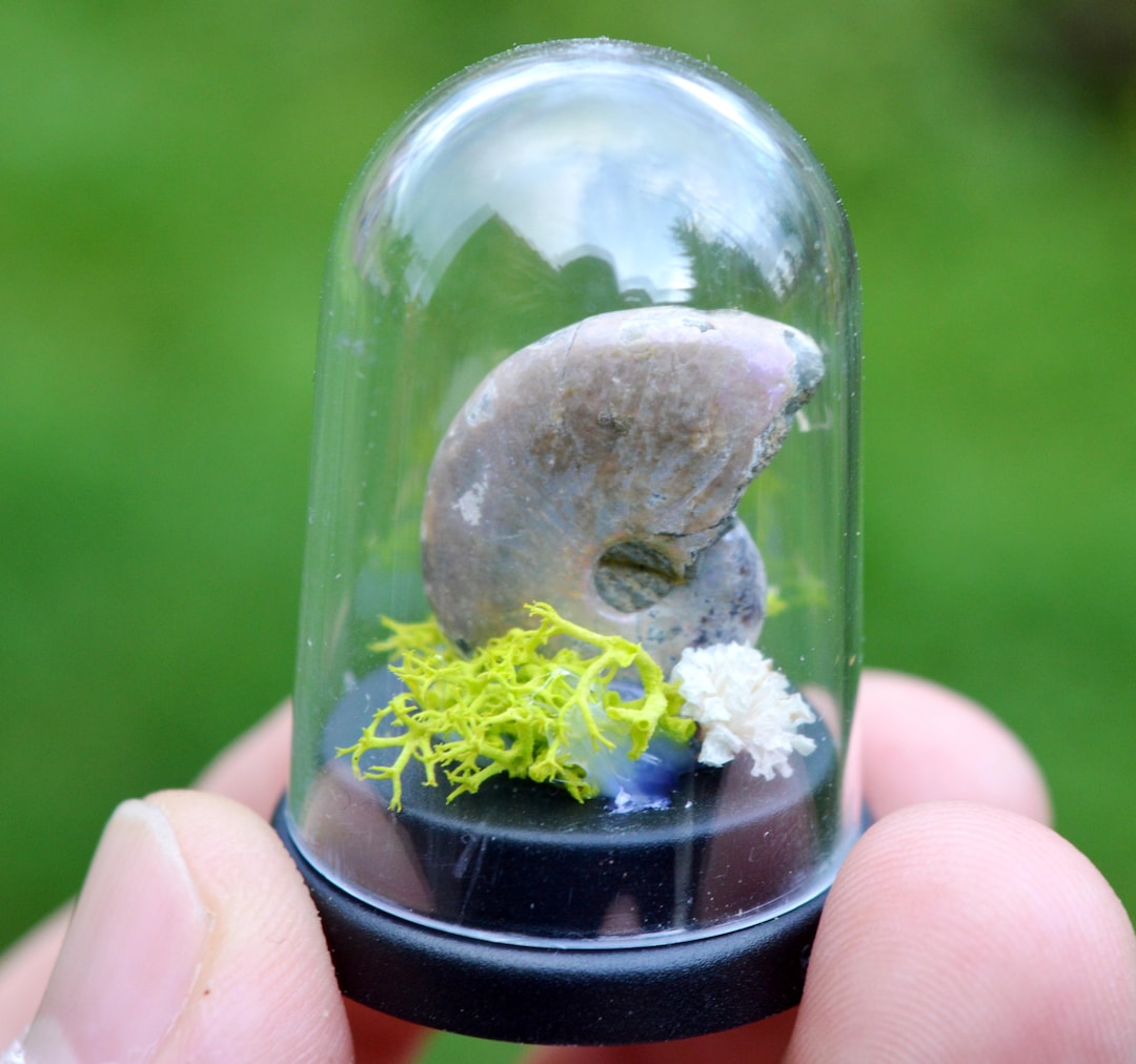 Fossil Ammonite Madagascar Decoration, Gift, Handmade, Craft 44x28mm - Etsy