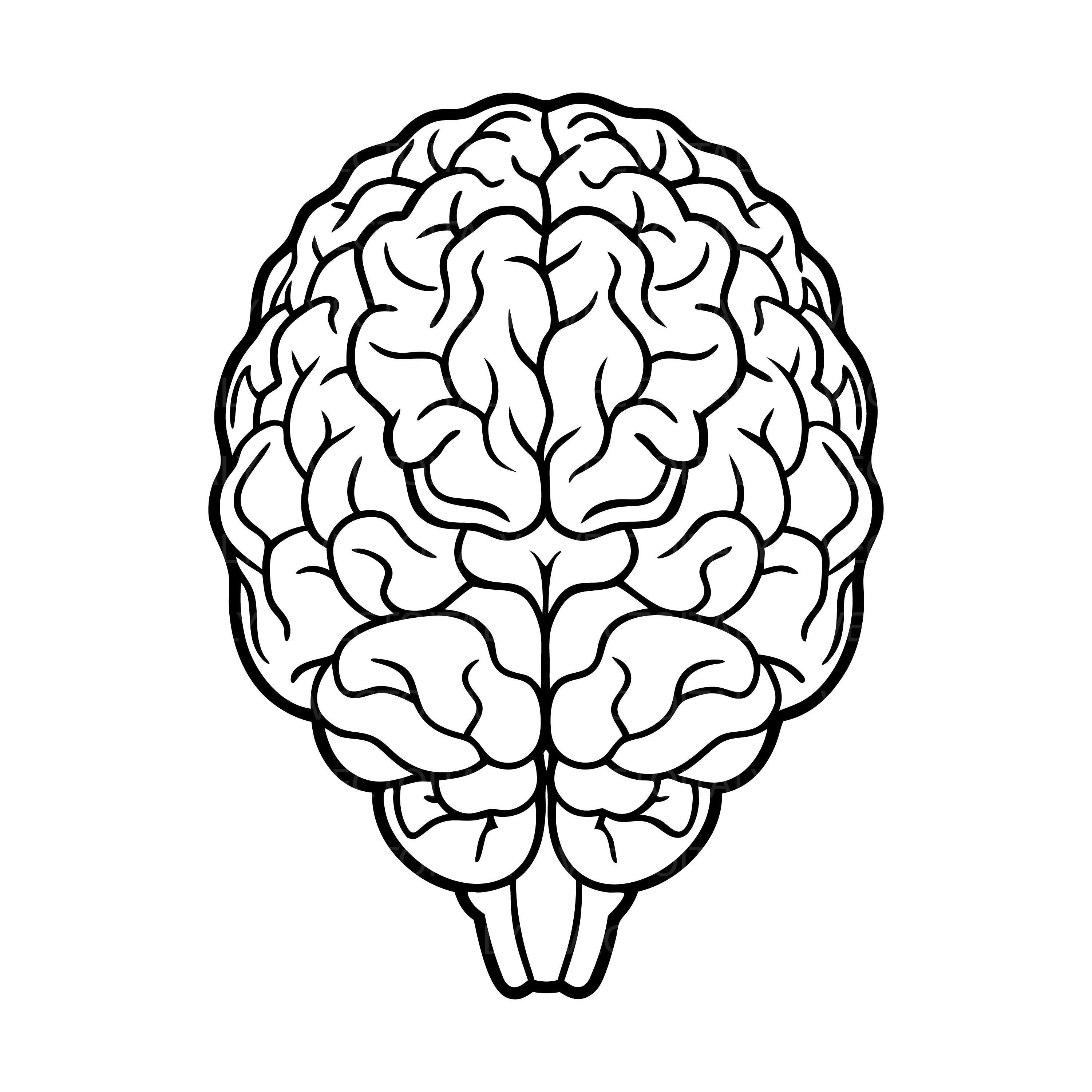 Brain SVG, Brain PNG, Brain Clipart, Brain Cut File, Brain Stencil ...