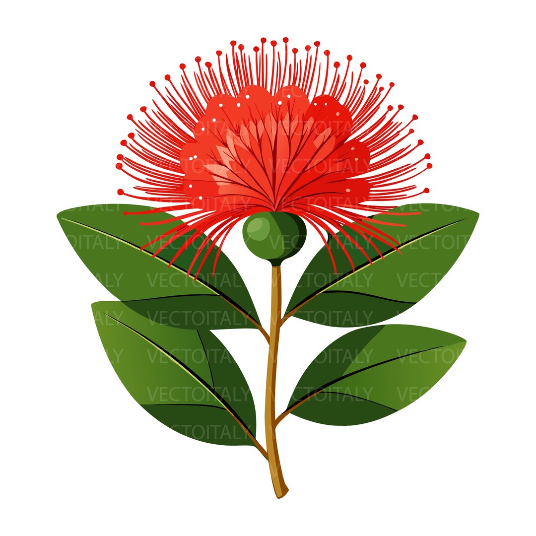 Pohutukawa Flower SVG, New Zealand Kiwiana, Nz Icons PNG, Pohutukawa ...