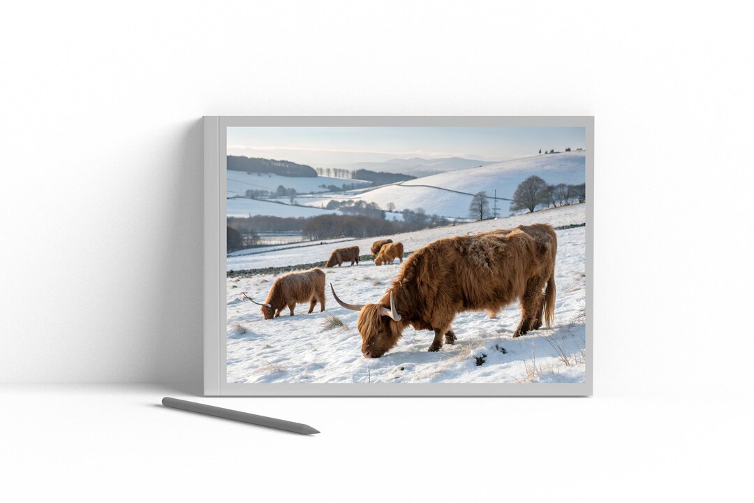 Printable Photo of a Highland Cow Herd in the Snow, Winter Farmhouse ...
