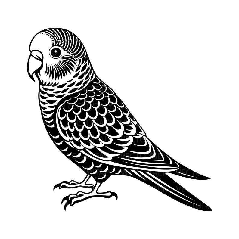 Budgie Parakeet SVG: Clipart Cut Files for Cricut, Silhouette, Laser ...