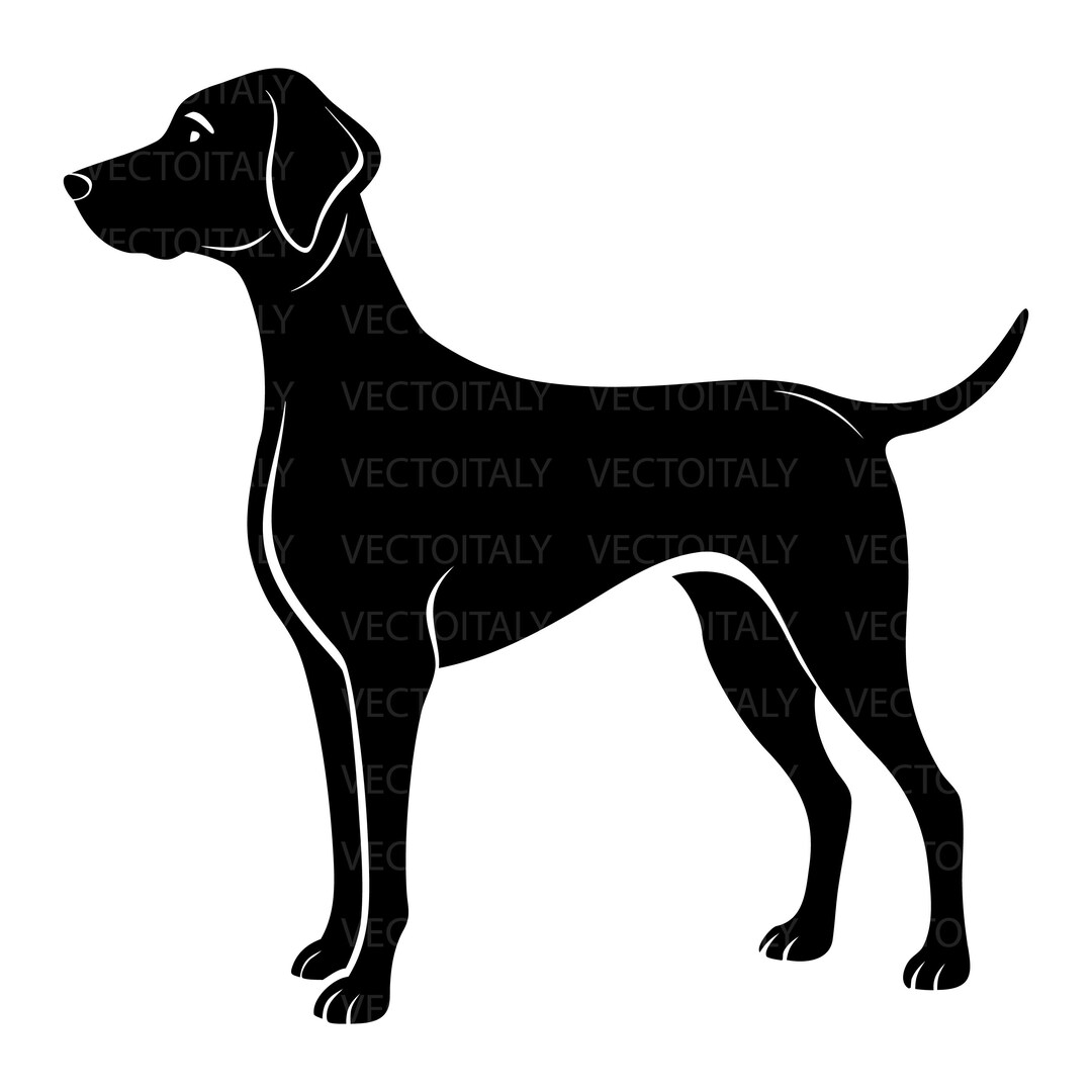 Vizsla Svg, Dog Svg, Vizsla Silhouette, Vizsla Outline Png, Vizsla ...