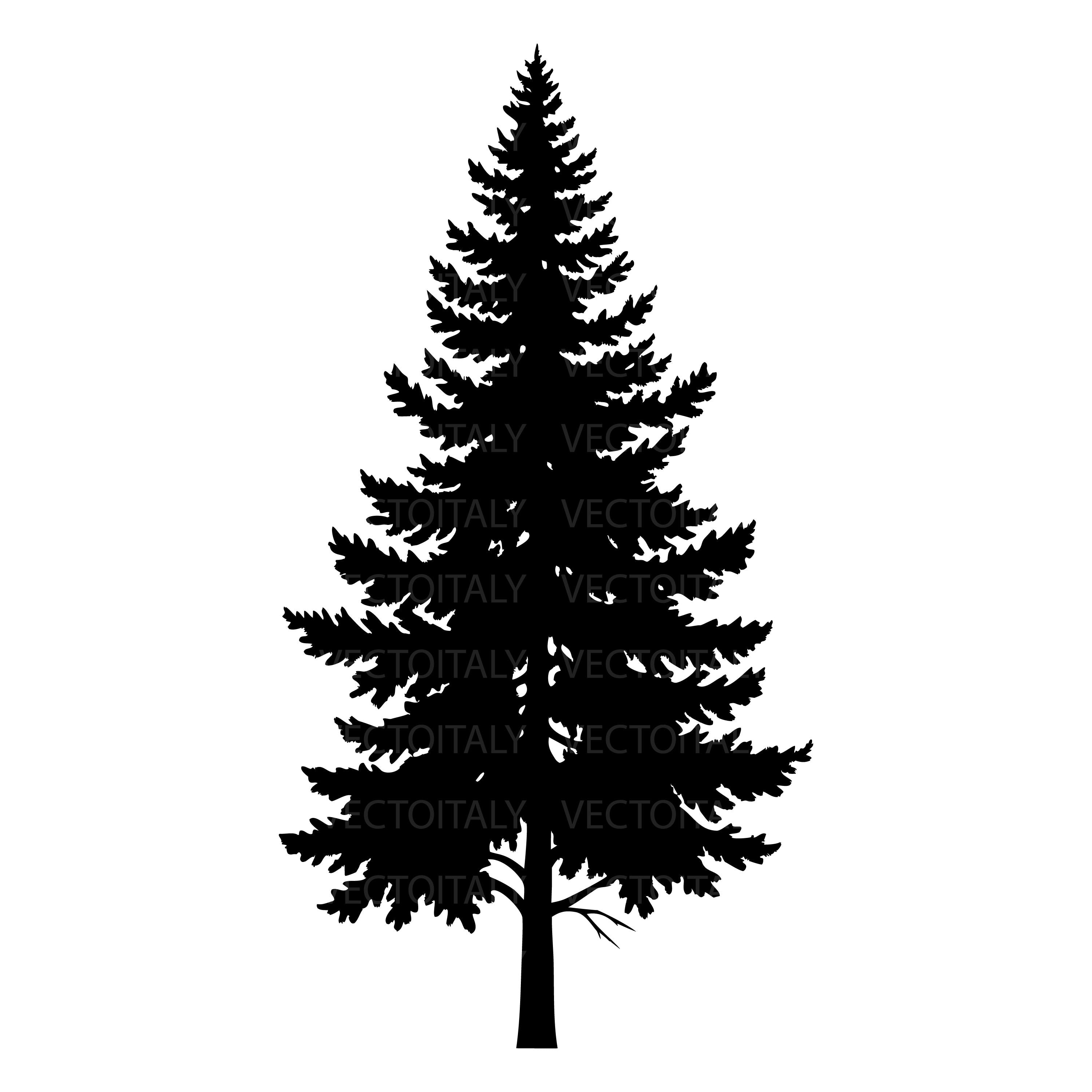 Conifer Tree Vector: Evergreen Forest Graphic (digital Download) - Etsy