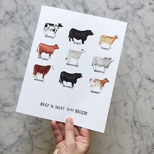 Beef and Dairy Cow Breeds Watercolor and Pen Art Print | Beef and Dairy ...