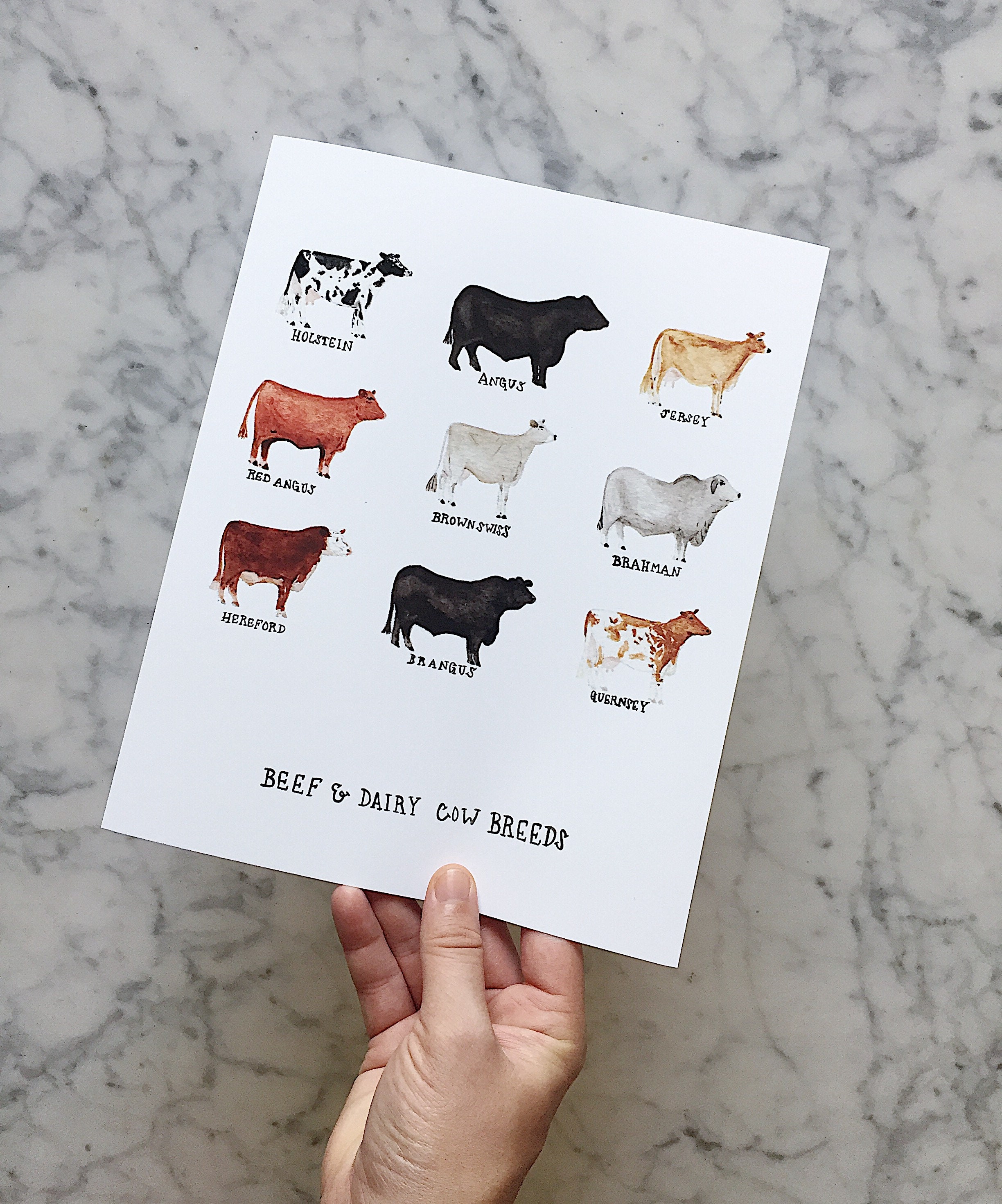 Beef and Dairy Cow Breeds Watercolor and Pen Art Print | Beef and Dairy ...