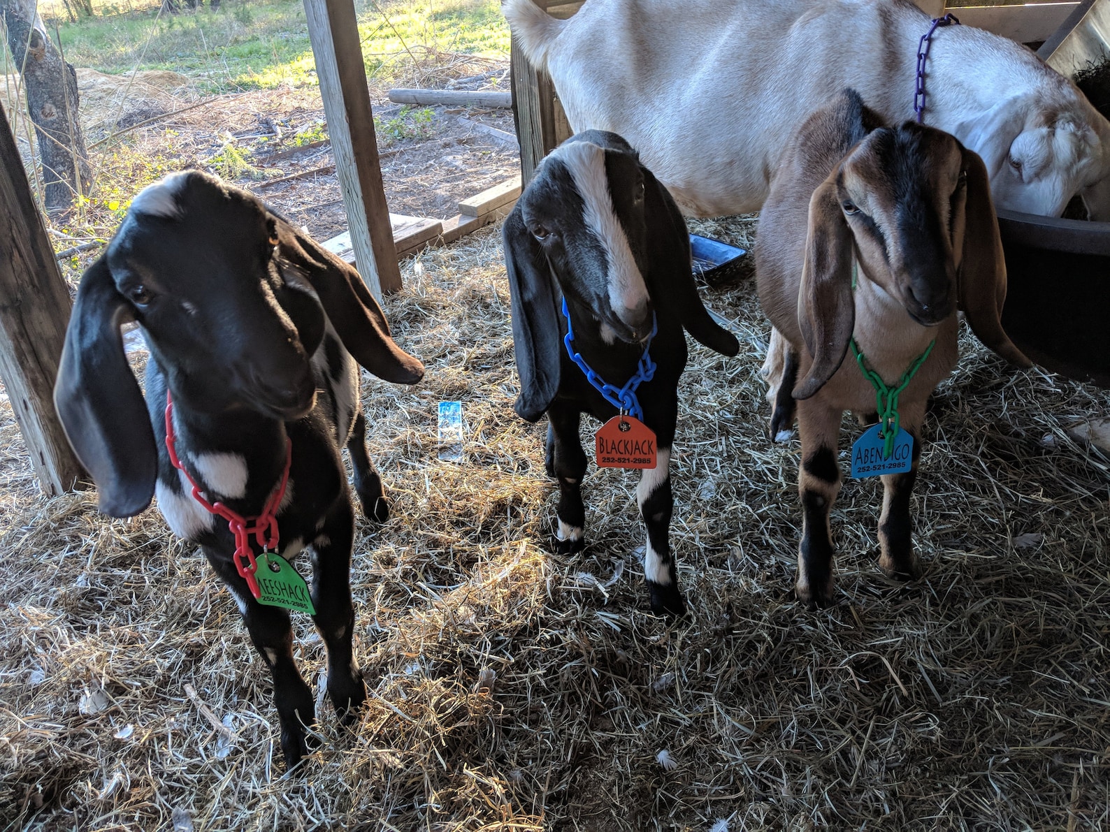 Goat Collar ID Tags - Etsy