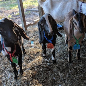 Goat Collar ID Tags - Etsy