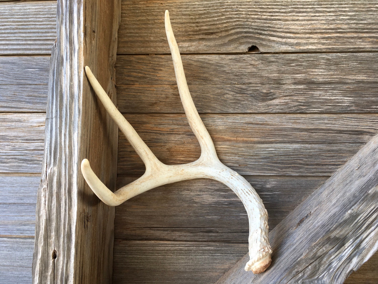 Real Deer Antler / 4 Point Texas Whitetail Antler Shed / Rustic Decor ...