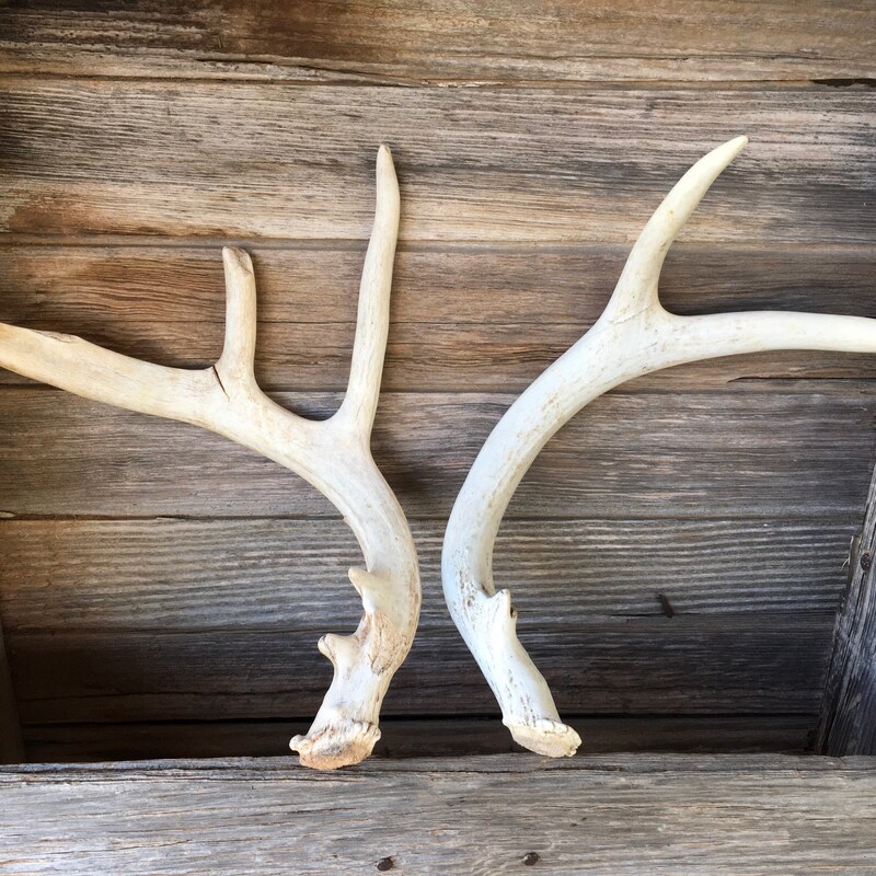 Real Deer Antlers - Etsy