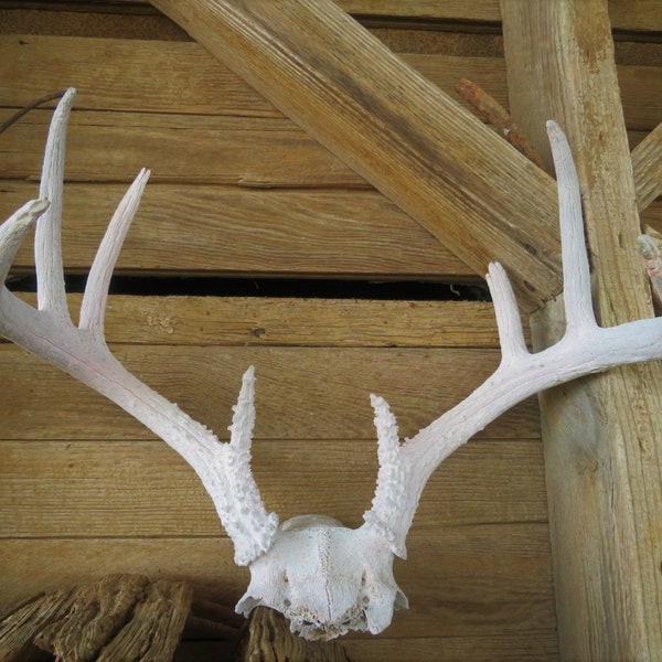 Deer Skull - Etsy
