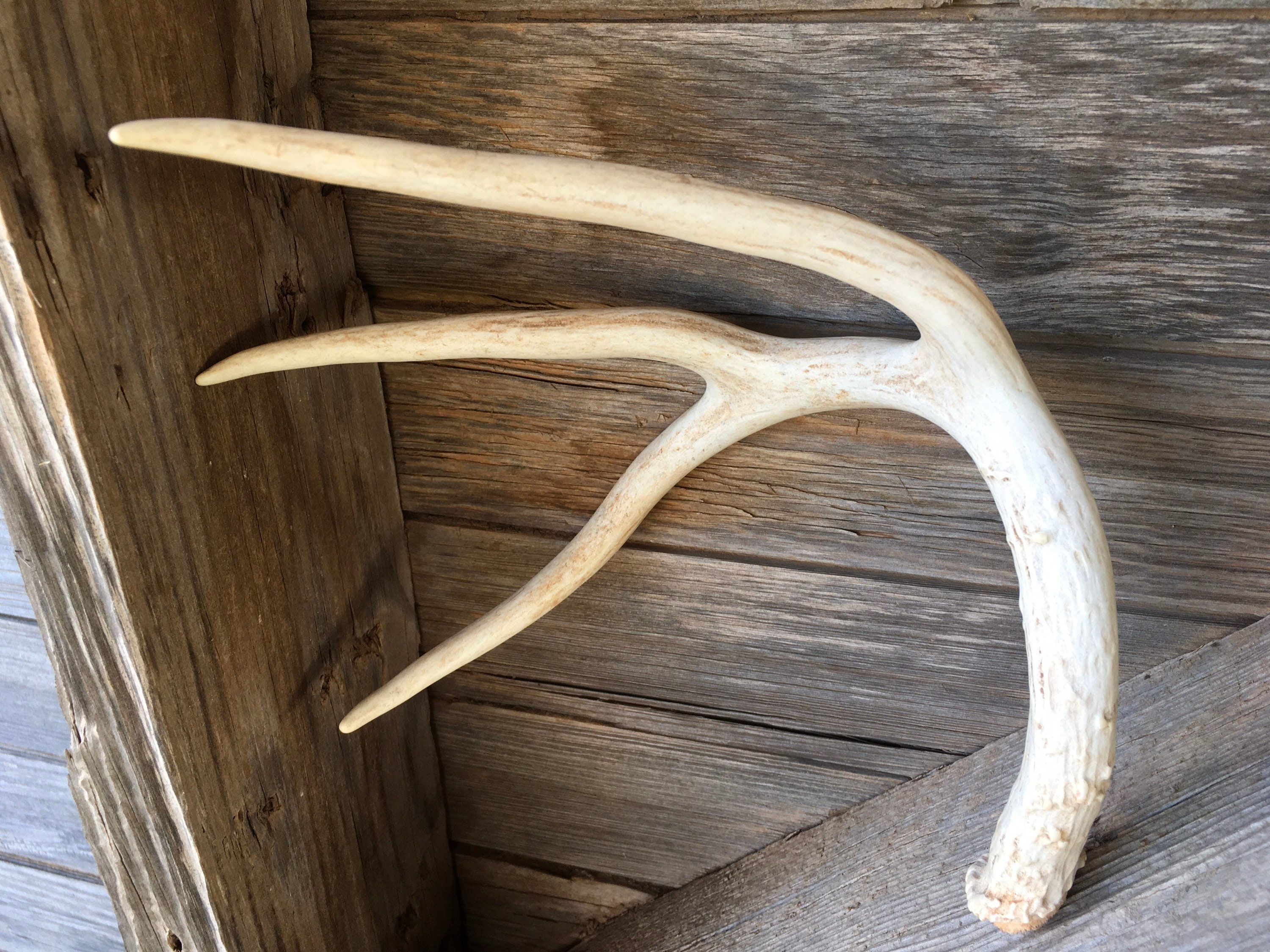 Real Deer Antler / 4 Point Texas Whitetail Antler Shed / Rustic Decor ...