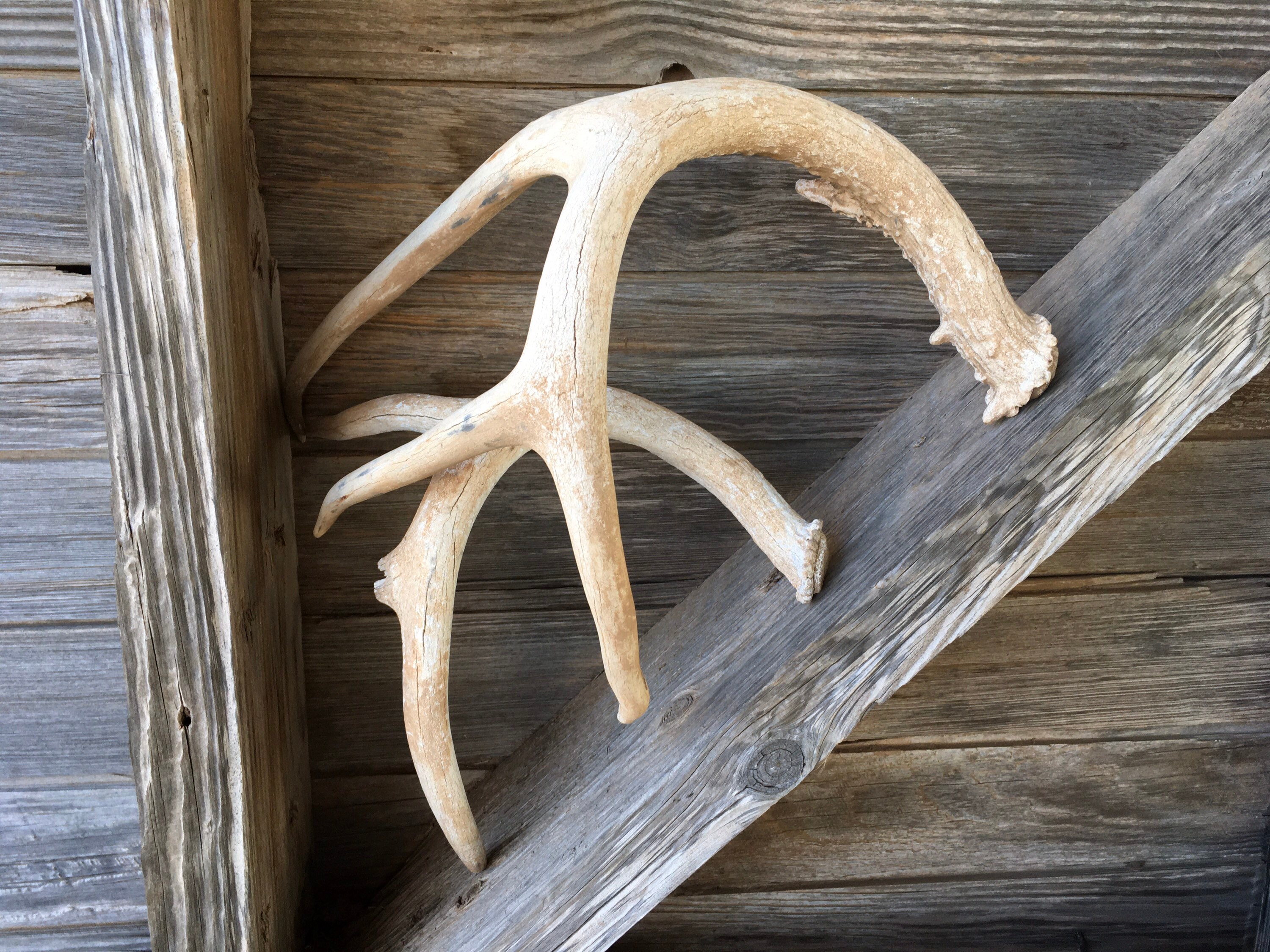 2 Real Deer Antler Sheds / Authentic Texas Whitetail Antlers / - Etsy UK
