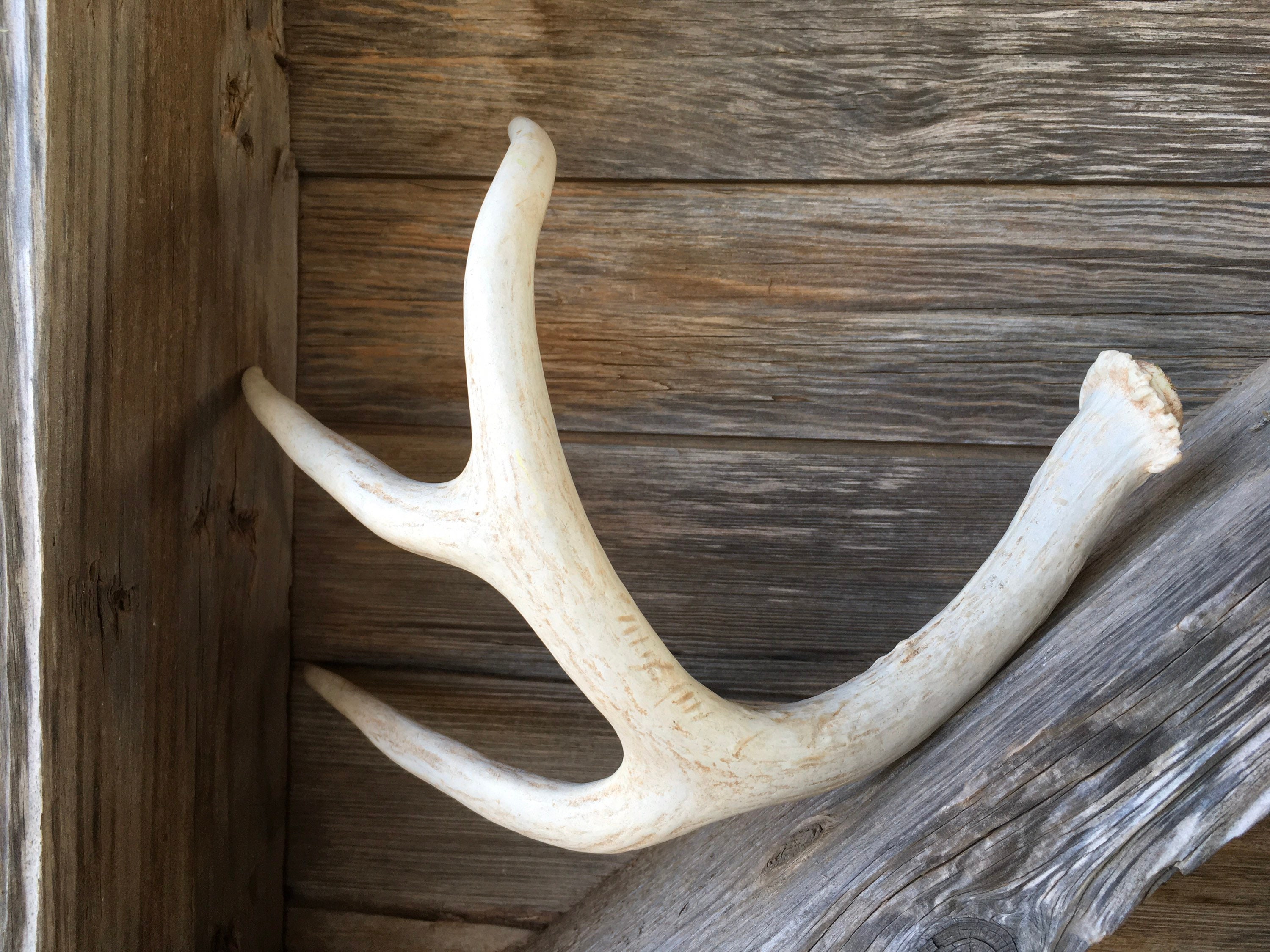 Real Deer Antler / 4 Point Texas Whitetail Antler Shed / Rustic Decor ...