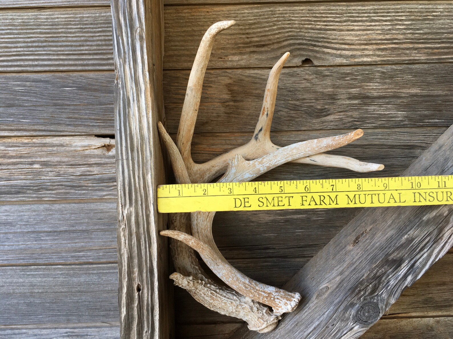 2 Real Deer Antler Sheds / Authentic Texas Whitetail Antlers / - Etsy