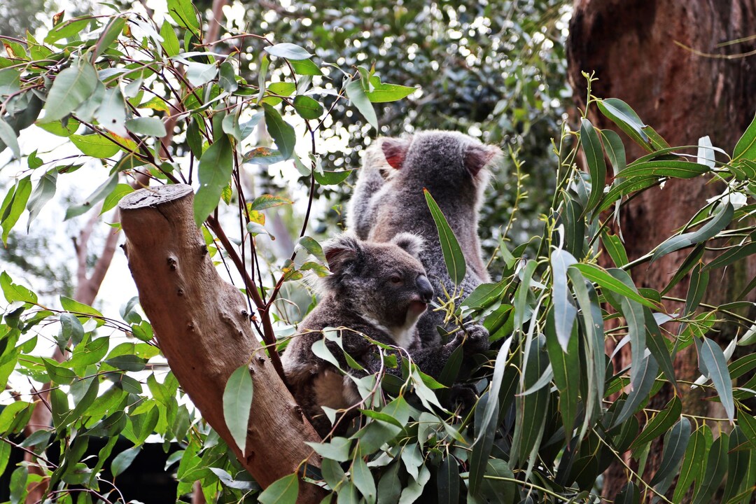Australia - Koala Bear Print (5x7, 8x10, 11x14), Nature Photography ...