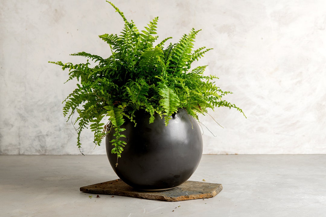 XXL Black Pottery Wide Round Ball-shaped Planter Pot, Contemporary ...